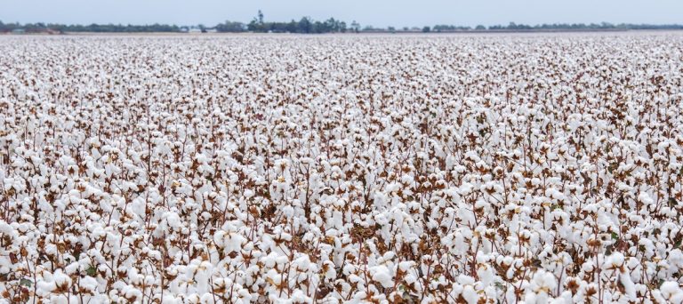 | COTTON: ABRAPA WANTS TO MAKE BRAZIL THE WORLD’S LARGEST COTTON ...